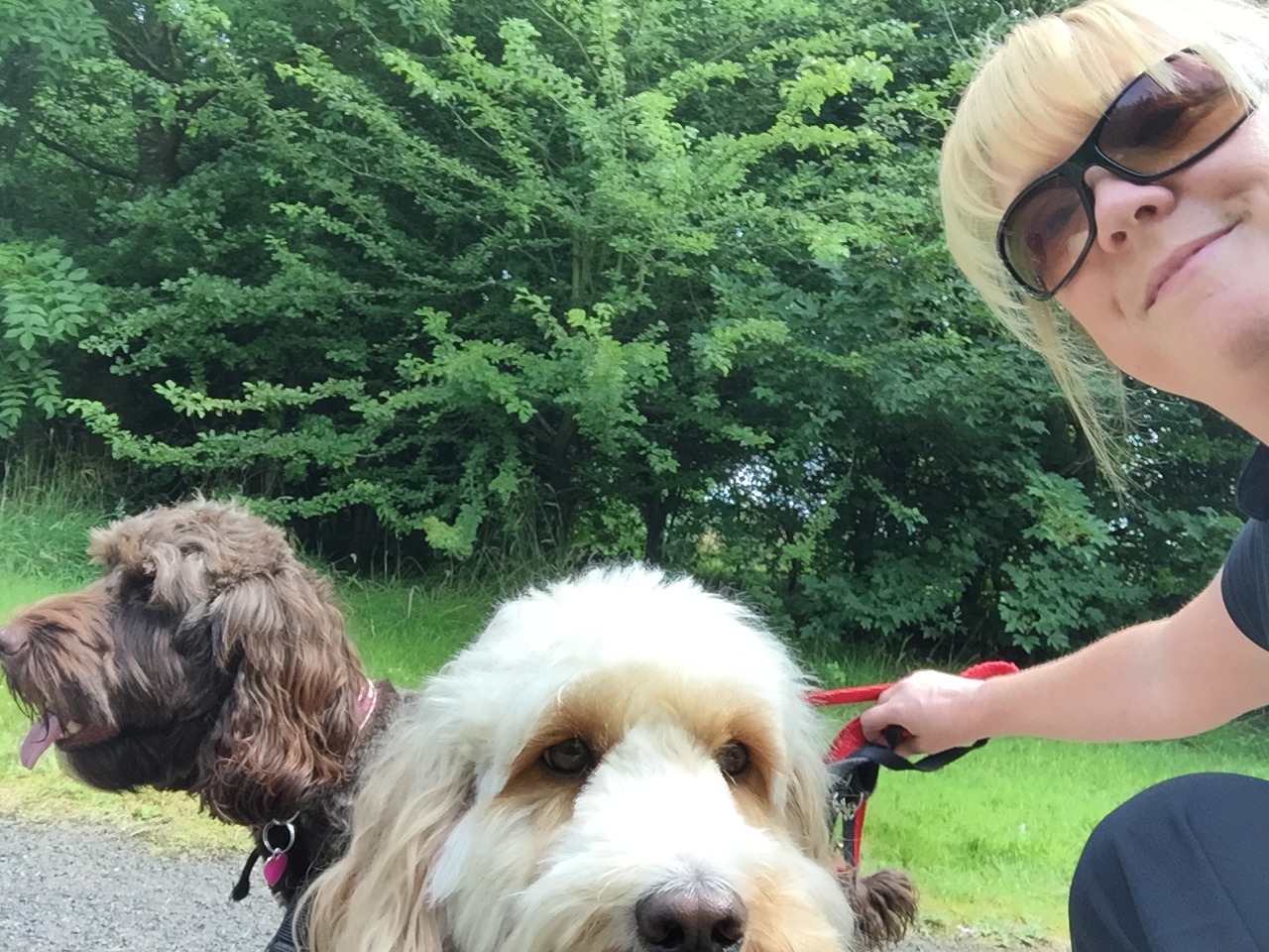 Five steps to implementing a dog-friendly office policy | Blog